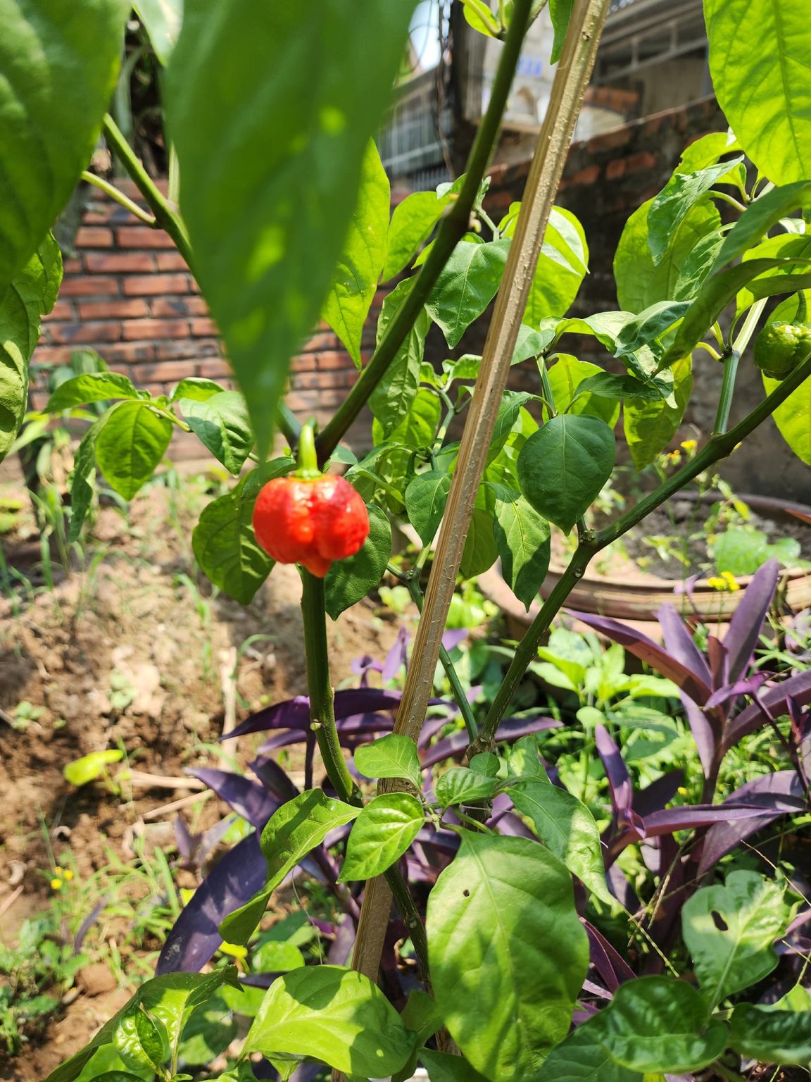 Ớt Hơi Thở Của Rồng - Dragon’s Breath Pepper - Vũ Như Foods Tương Ớt Hà Nội