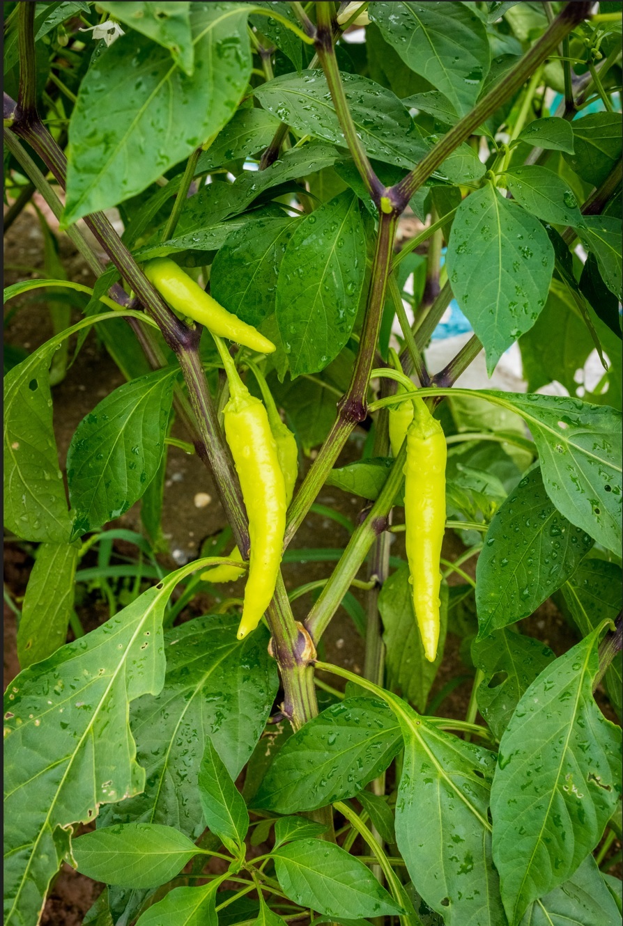 Ớt Quả Sừng Vàng Châu Phi - Vũ Như Foods Tương Ớt Hà Nội